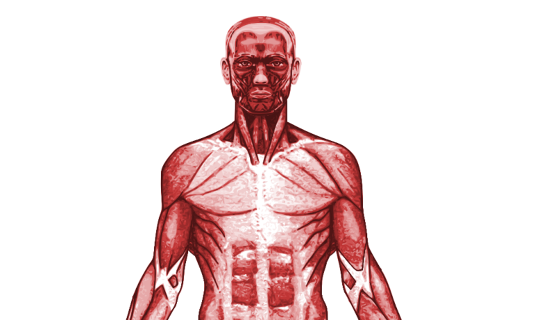 muscular_system – PE Resources Bank